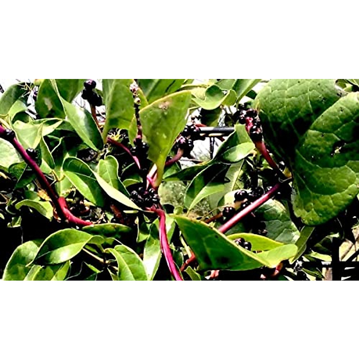Gaea's Blessing Seeds - Red Malabar Spinach Seeds - Non-GMO Seeds with Easy to Follow Planting Instructions - Heirloom Red Stemmed Malabar - 93% Germination Rate