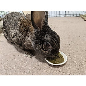 Sherwood Pet Health Rabbit Emergency Kit (Small) with Timothy Recovery Food and Appetite Restore in Stay-Fresh Packets