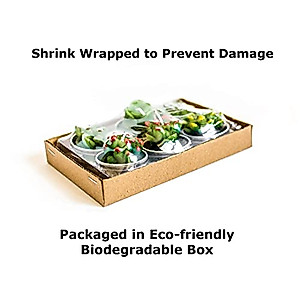 Phyther Cactus Tealight Candles, Unscented Decoration Tea Lights Candle, for Decor, Party Favors, Wedding, Baby, and Bridal Shower (12 Pieces)