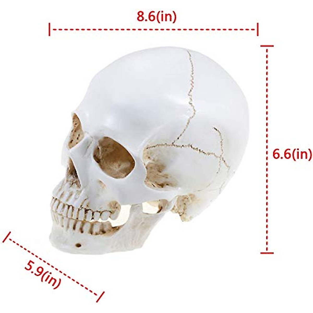 Ocean Aquarius Large Size Skull Model Human Medical Anatomical Adult Head Bone for Education