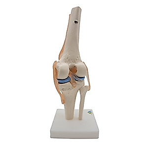 Kouber Anatomical Medical Knee Joint with Ligaments Model,Life Size