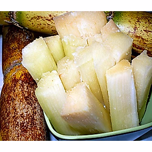 1099-Sugarcane, World's Tallest (Saccharum officinarum) Seeds by Robsrareandgiantseeds UPC0764425786917 Non-GMO,Organic,Bonsai, 1099 Package of 45 Seeds