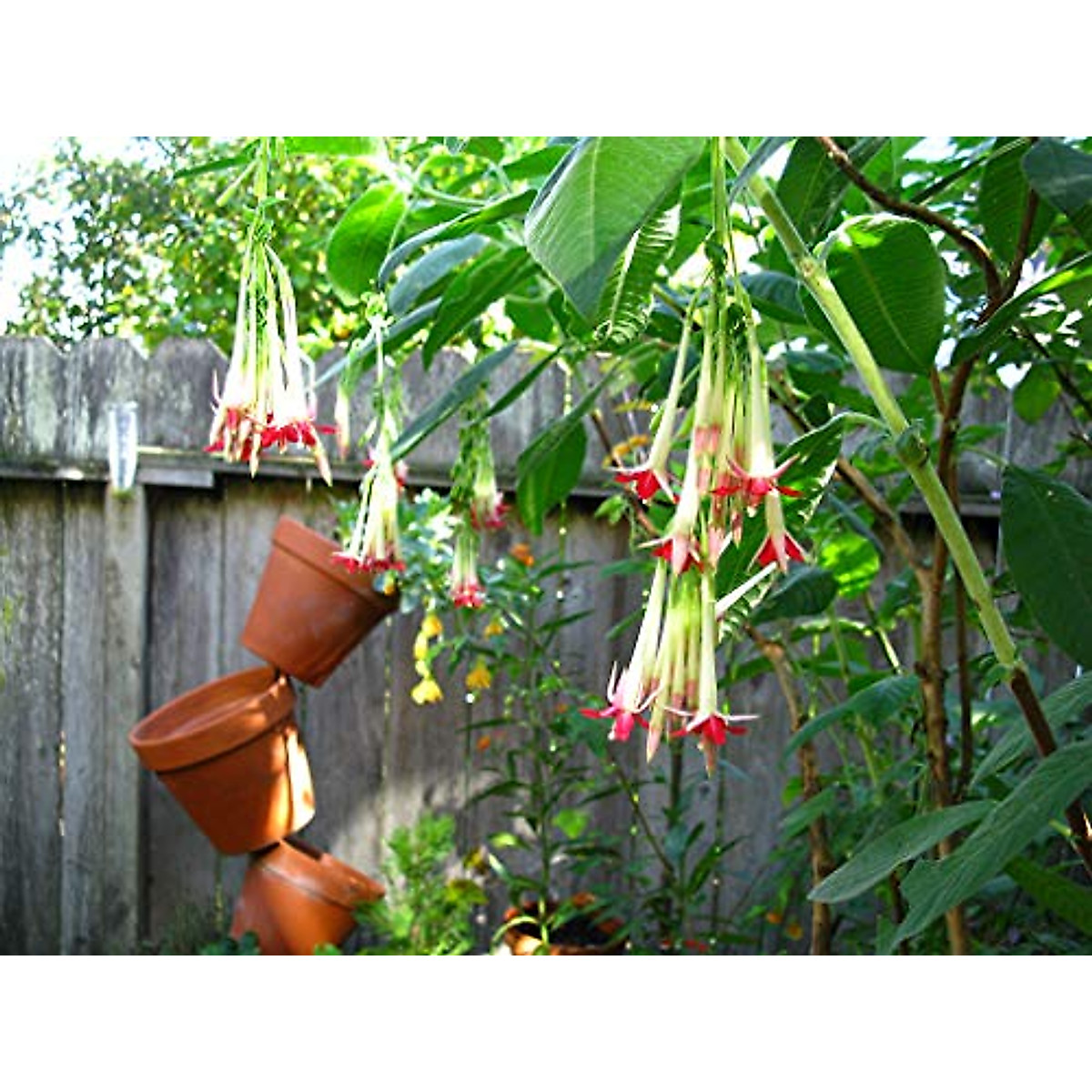 1126-Bolivian Fuchsia (Fuchsia boliviana) Seeds by Robsrareandgiantseeds UPC0764425787310 Non-GMO,Organic, Rare Species, Bonsai,1126 Package of 5 Seeds