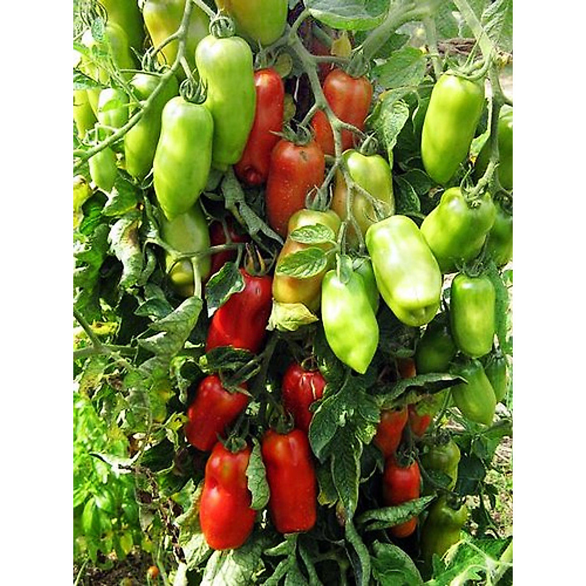 30+ Italian San Marzano Paste Tomato Seeds, Heirloom Non-GMO, Indeterminate, Open-Pollinated, Productive, Delicious, from USA