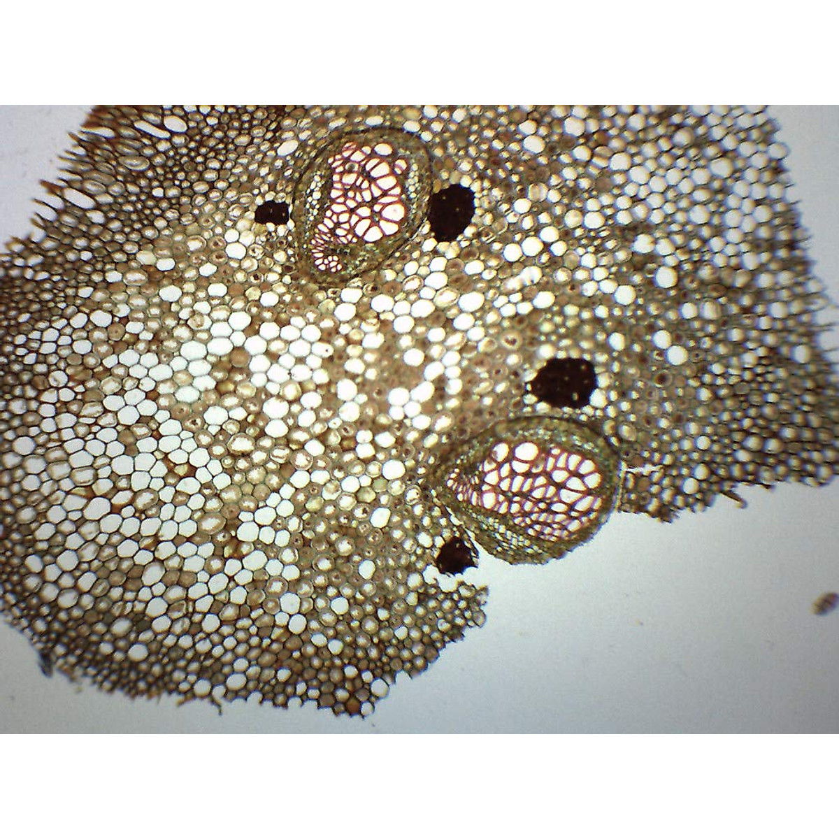 Fern Life Cycle Composite - Prepared Microscope Slide - 75 x 25mm - Biology & Microscopy - Eisco Labs