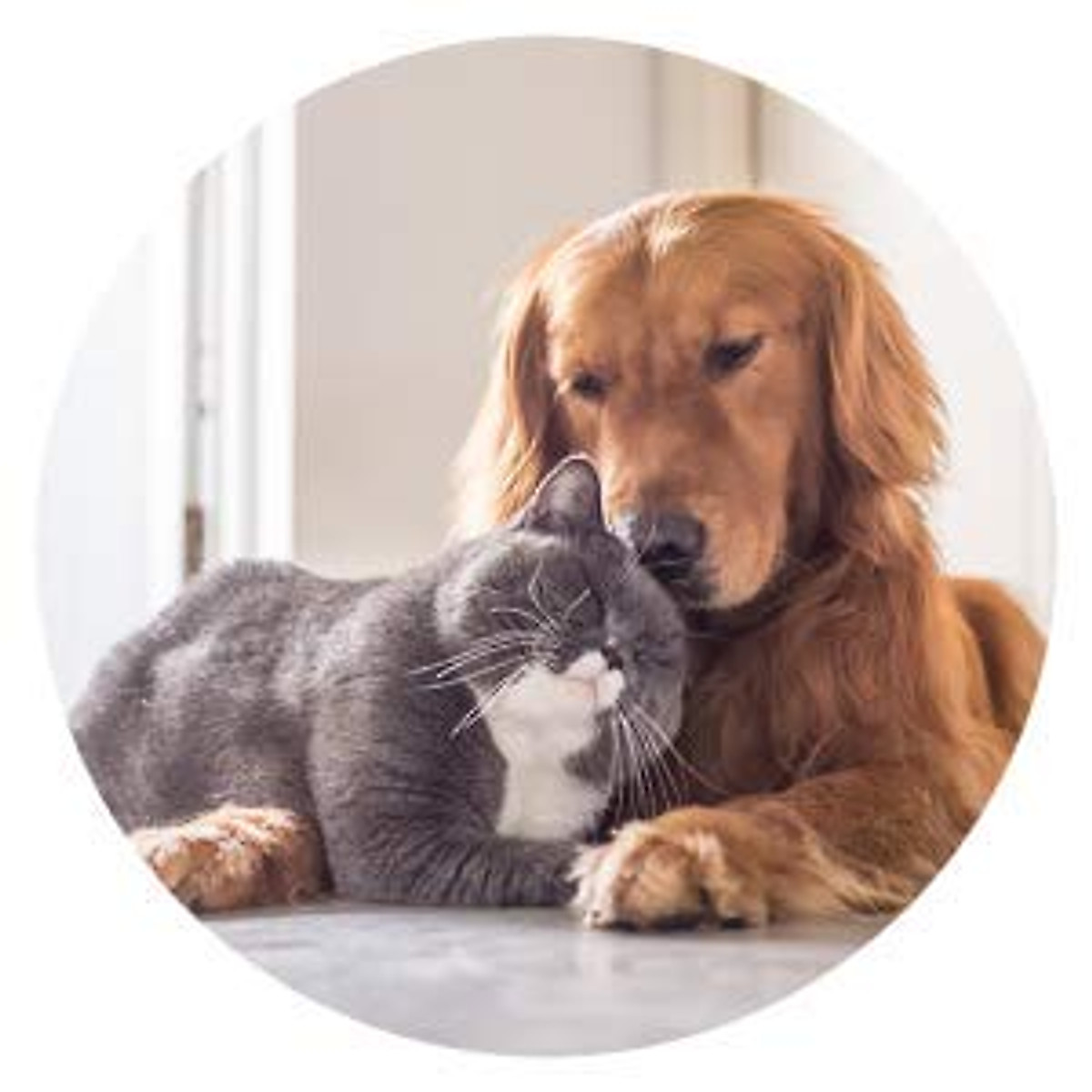 cat Fur Supplement - Pets Healthy Hair and Coat - Boost Immune System - Nail Health - Premium Complex - cat Skin and Itch Relief - 60 Treats (1 Bottle)