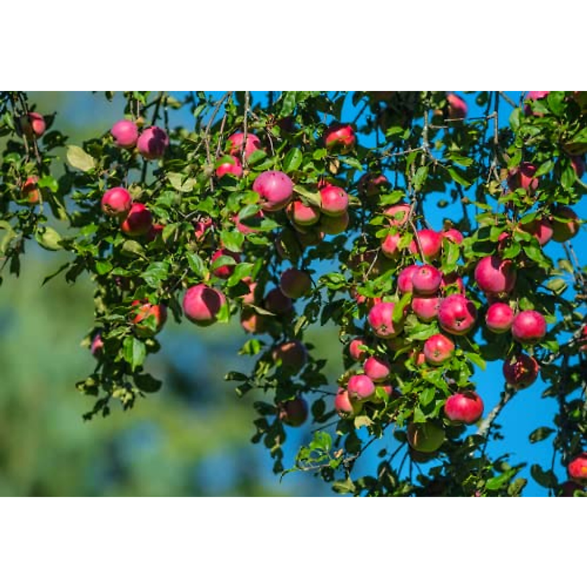5 Gala Apple Tree Seeds, Sweet Apple Fruit Bush Seeds Ornament Perennial Garden Plating