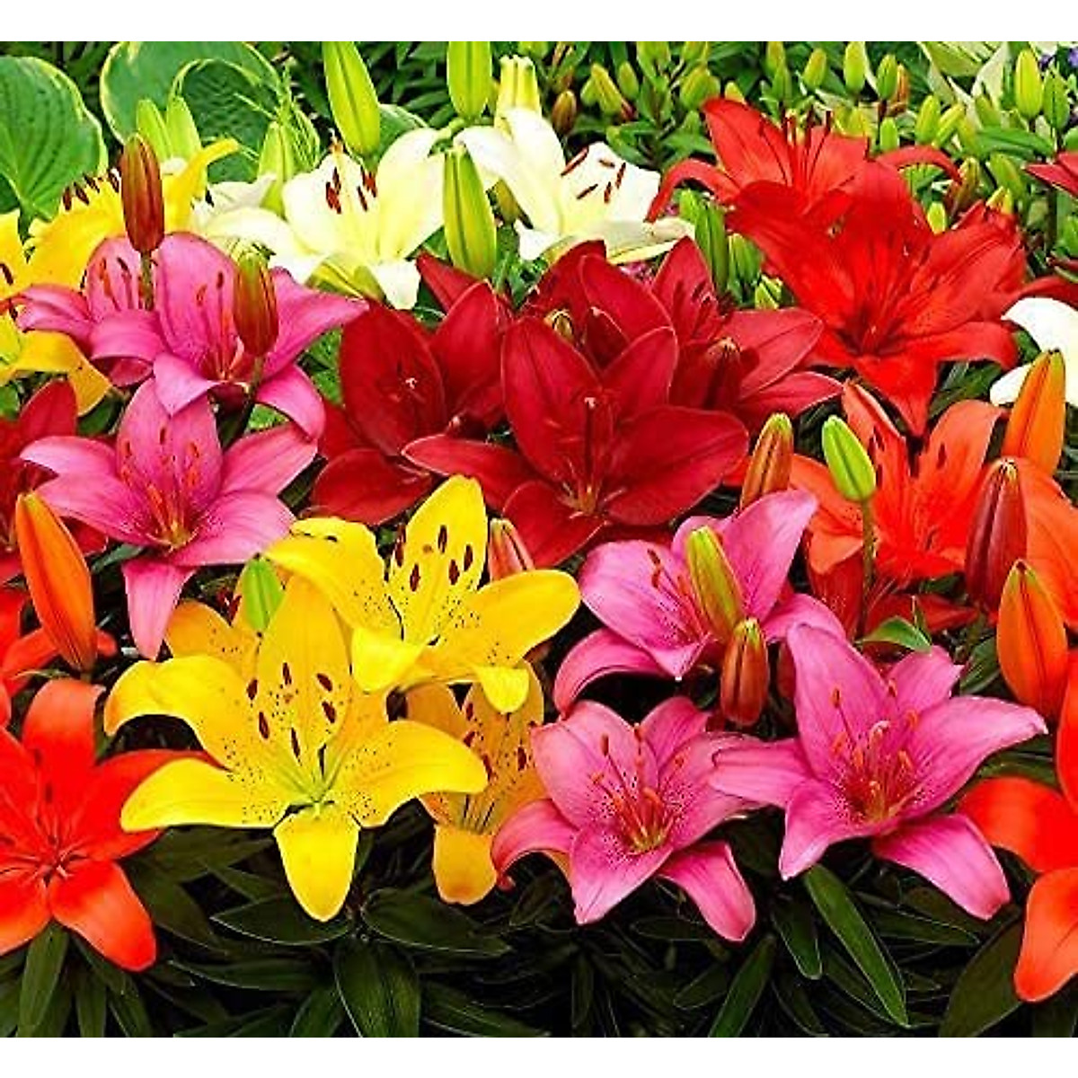 Votaniki Asiatic Mix Lily Flower Bulbs - Vibrant Flowers for Any Garden | Perfect for Cut Flowers and Naturalizing - Perennial Lily Flower Bulbs (4 Pack)