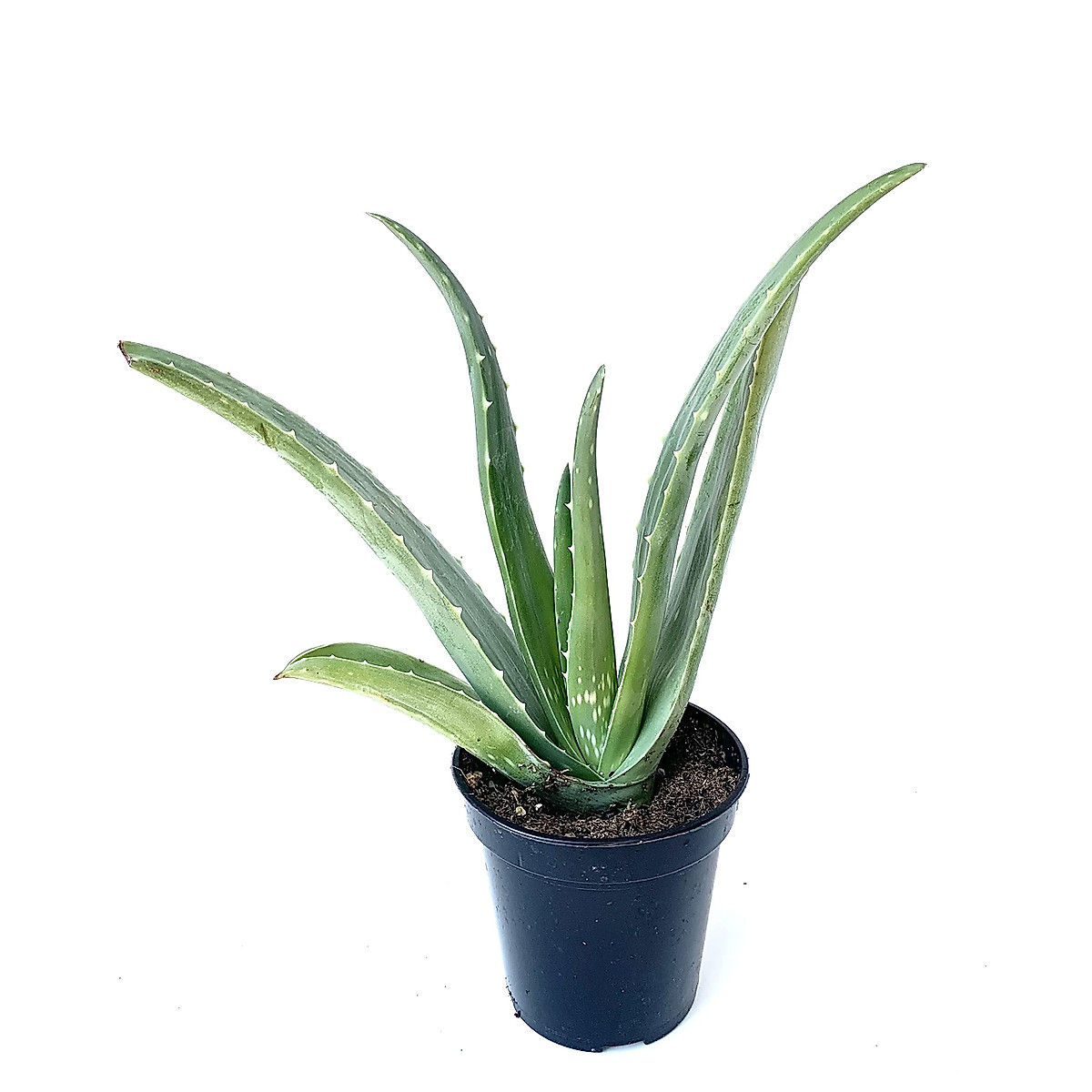 Live Aloe Vera Succulent Aloe Barbadensis Aloe 8"-12" Tall in 3.5" Pot