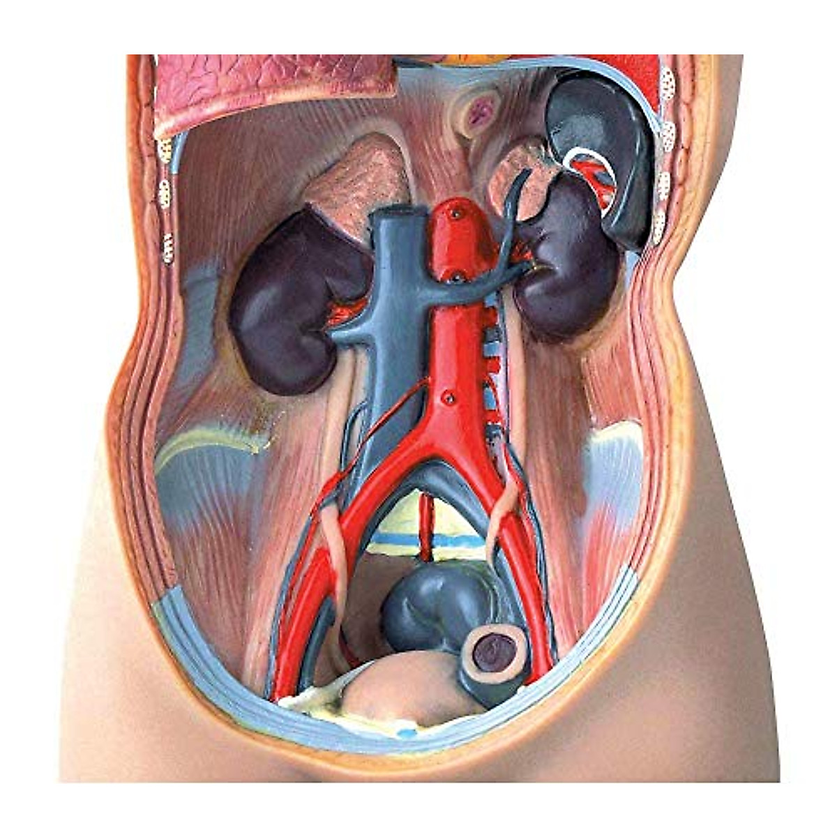 hand2mind 19 Inch Tabletop Human Torso Model, Anatomically Accurate Kit, 10 Removable Human Organs, Anatomy Model for Kids, Human Anatomy Torso Model, Science School Supplies, Trachea Model