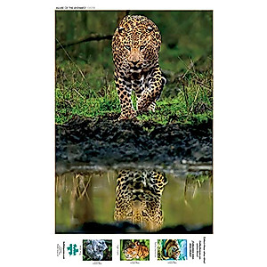 Buffalo Games - Allure of The Untamed - 500 Piece Jigsaw Puzzle