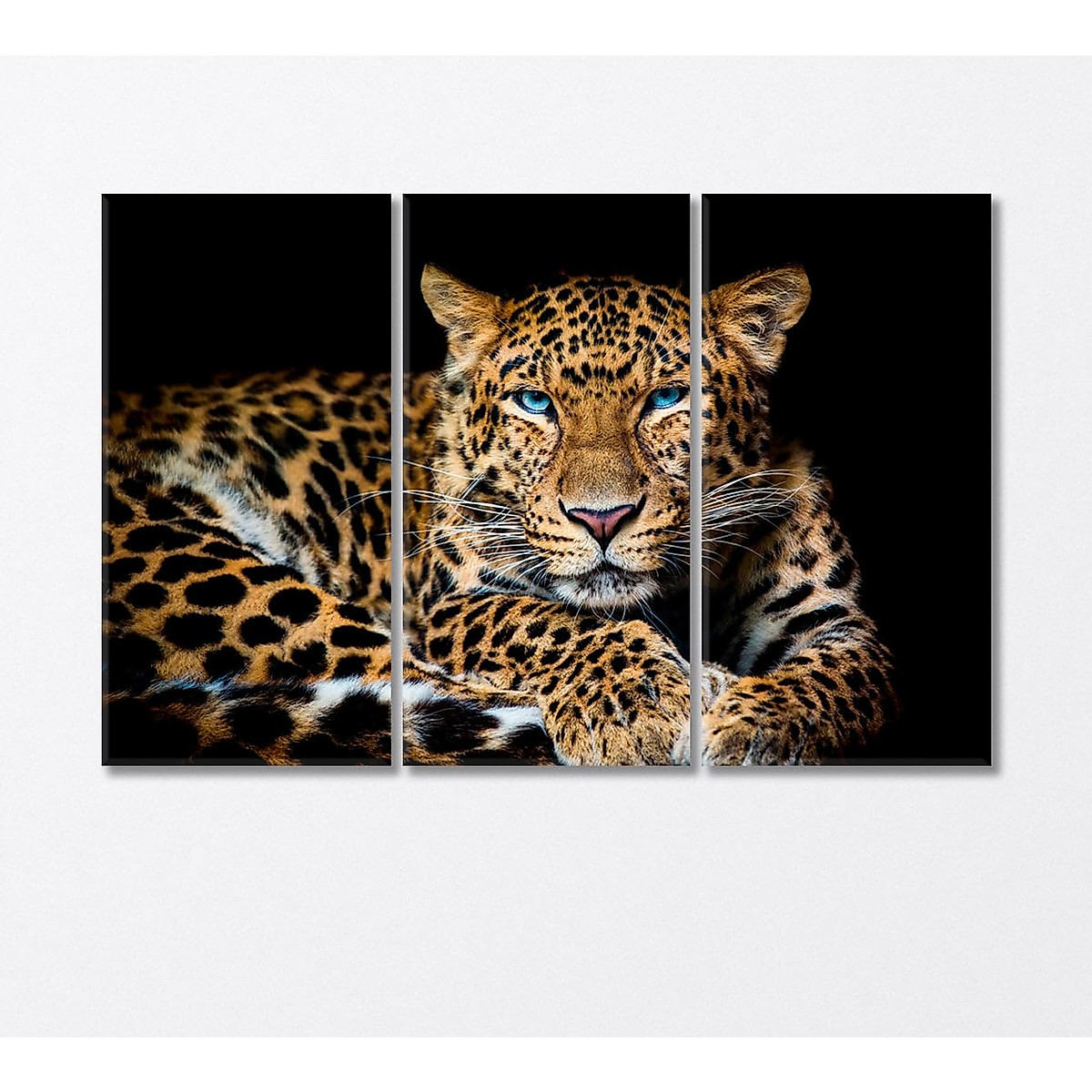Northern Chinese Leopard with Extraordinary Blue Eyes Canvas Print 5 Panels / 36x24 inches