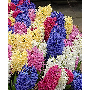 Mixed Color Hyacinth Bulbs - 12 Bulbs - Fragrant Hyacinths