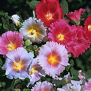 Outsidepride Indian Springs Hollyhock Garden Flower Climbing Vine Plant Mix - 2000 Seeds