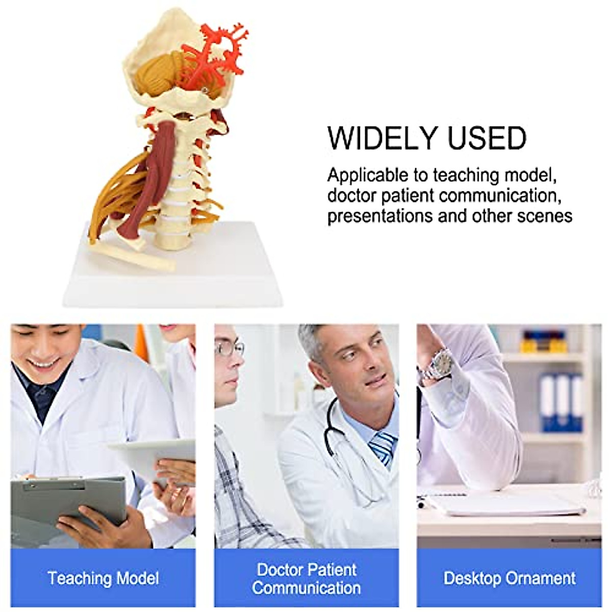 Cervical Spine Medical Model, Removable Spinal Nerves Anatomical Model Human Cervical Spine Demonstration Model Spine Anatomy Education Model for Science Classroom Study Display Teaching