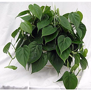 Heart Leaf Philodendron - Easiest House Plant to Grow - 4" Pot - Live Plant