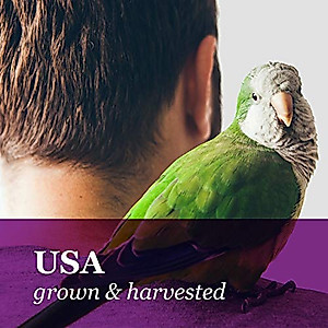 F.M. Brown's Tropical Carnival Natural Orange Slices Pet Bird Foraging Treat, 0.75-oz Bag - Sun-Ripened, USA Harvested, 100% Edible, Natural Vitamin C