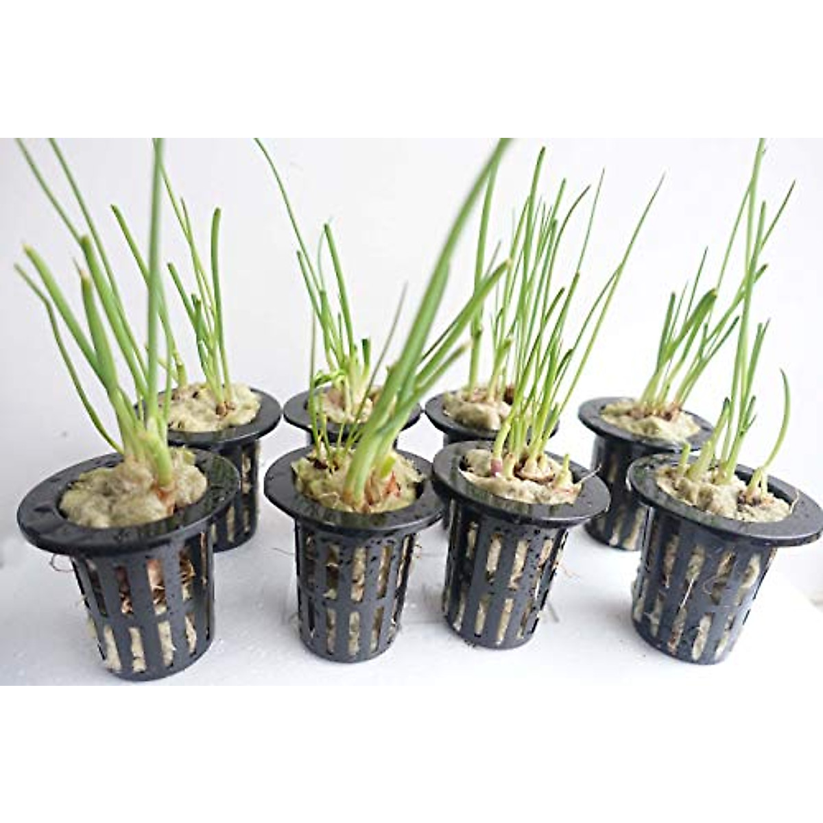 1.5” Rockwool Starter Plugs for Hydroponics, Rockwool Grow Cubes, 1 Sheets of 28 Plugs (Small)