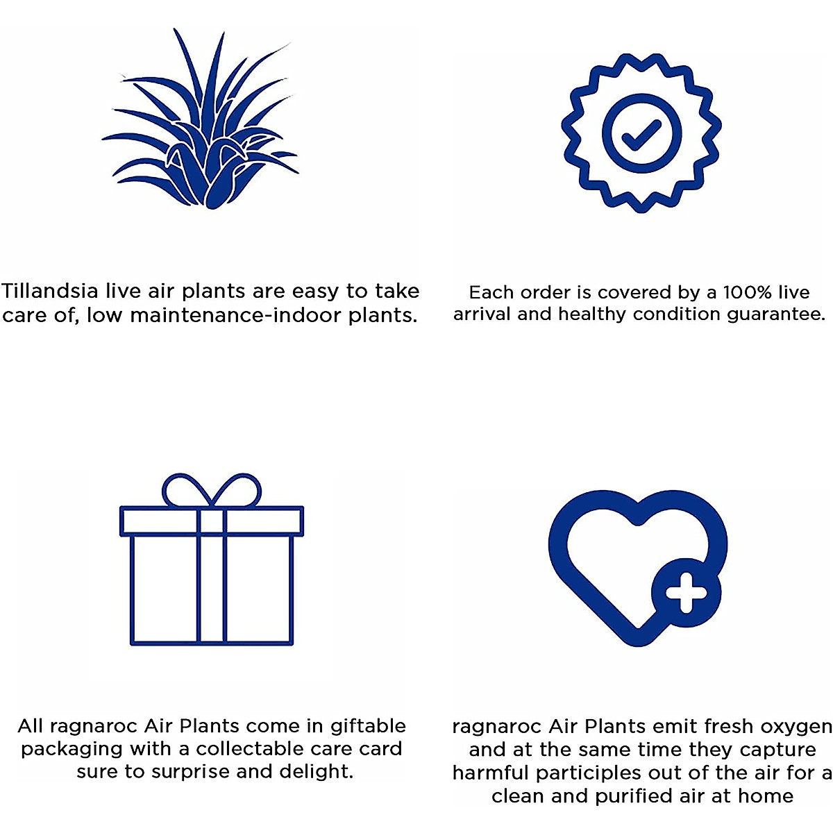 ragnaroc Air Plants - Tillandsia Cacticola, Jumbo 6-9" - 1ct - Live Arrival Guaranteed - House Plants for Home Decor & Gift