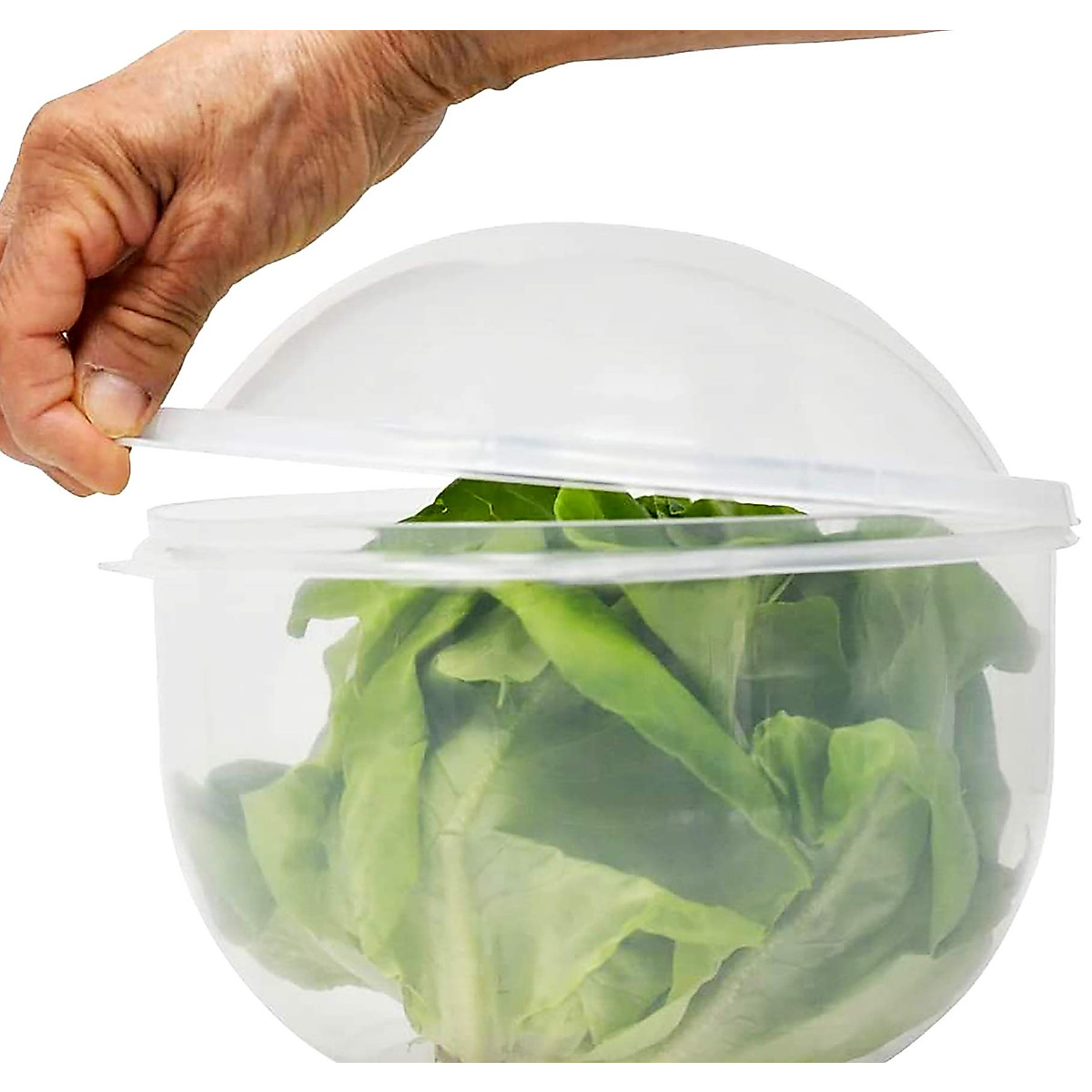 Lettuce Keeper | Vegetable and Fruit Crisper | Lettuce Crisper Salad Keeper Container Keeps your Salads and Vegetables Crisp and Fresh-7" X 8"- by Home-X
