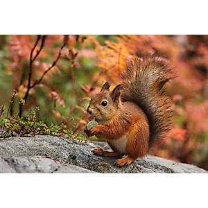 TANOMA Chew Treats Toys for Guinea Pig, Hamster, Rabbits, Chinchilla, Bunny, Small Animal Teeth Care