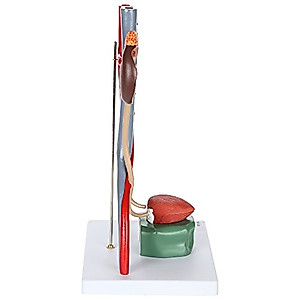 Axis Scientific Anatomy Model of Male Urinary System | Urinary System Model is 13.5 Inches Tall | Features Kidneys with Adrenal Glands, Ureters, and Bladder | Includes Product Manual