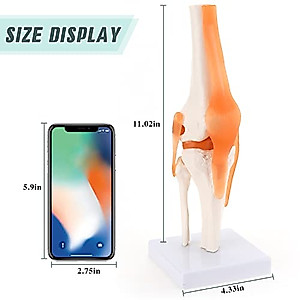 RONTEN Anatomical Knee Model, Flexible 1:1 Scientific Life Size Human Knee Model with Ligament, Teaching Tool for for Doctors Office Educational Anatomy Tool