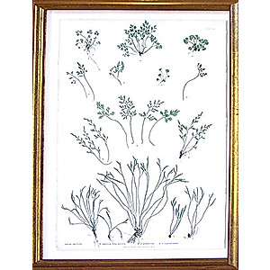 Asplenium Ruta-Maraia