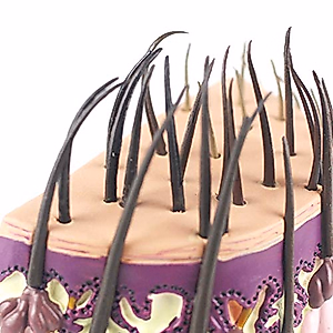DEAVER Educational Model Human Hair Anatomical Magnification Model Anatomical Skin Model Growth Process Hair Follicle Anatomy Model,Medical Models