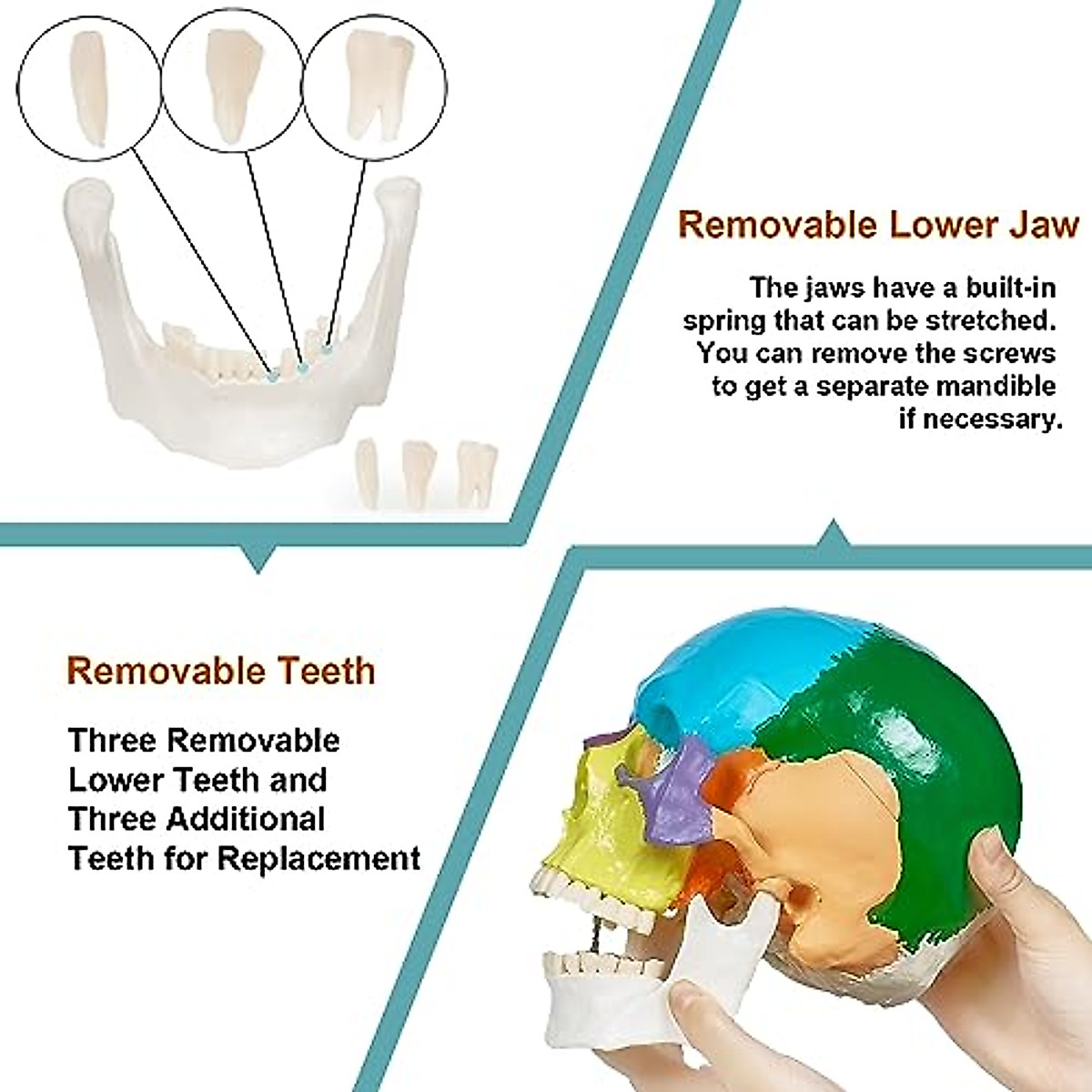 breesky Anatomy Skull Model of Medical: 3-Parts Colored Removable Anatomy Skull Model - Mini Human Skull Anatomical Model for Medical Research.