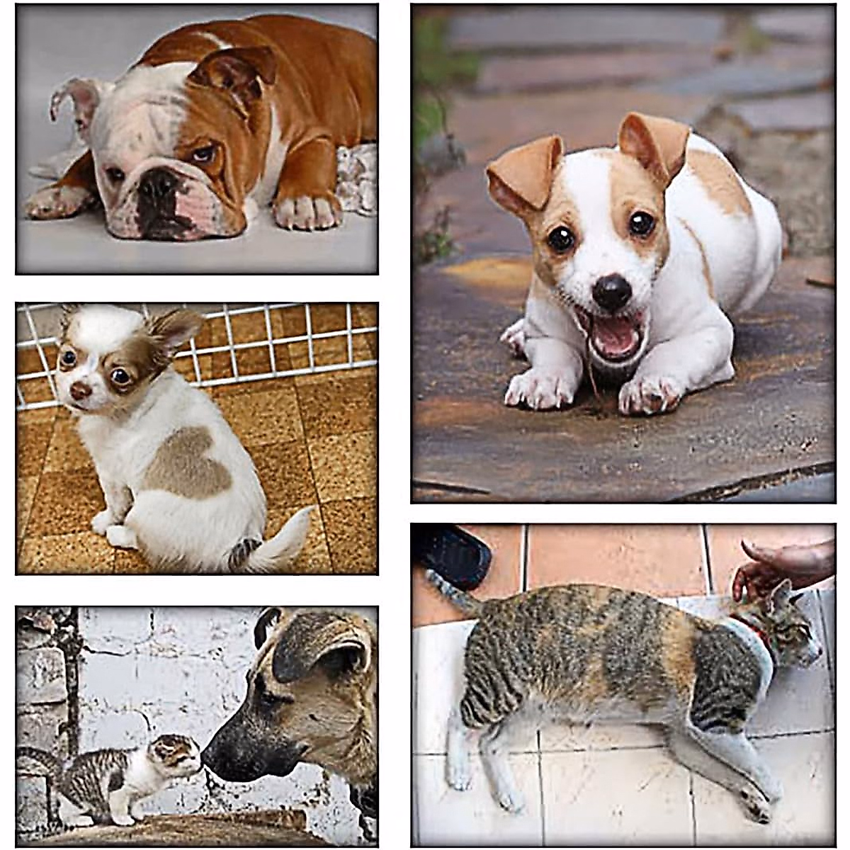 Gentian Violet Spray Solution 1% 100 ML. Pet Wound Care Skin Soother Healing Dog & Cats Skin Infections, Soreness and Irritation Relief, Relieves Dry Itchy Skin Allergies Clean Soothe & Heal