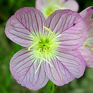 Showy Evening Primrose Seeds - 1/4 Pound - Pink Flower Seeds, Heirloom Seed Attracts Bees, Attracts Pollinators, Easy to Grow & Maintain, Fast Growing, Fragrant, Container Garden