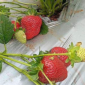 HFS(R) 1 Mil LLDPE Silver Black Metallic Plastic Mulch Plastic Film for Fruits, Vegetables, Crops, Greenhouse, Garden (4FTX50FT)