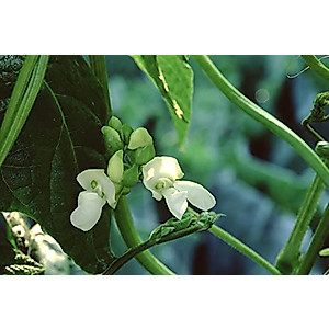 Kentucky Wonder Pole Bean Seeds for Planting, 30 Heirloom Seeds Per Packet, (Isla's Garden Seeds), Non GMO Seeds, Botanical Name: Phaseolus vulgaris, Great Home Garden Gift
