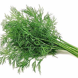 Outsidepride Anethum Graveolens Dill Herb Garden Plants for Cooking & Beneficial Insects - 1 Ounce