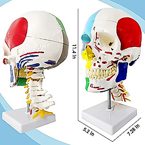 Evotech Scientific Didactic Human Skull Model, with 7 Cervical Vertebrae, Nerve and Artery, W/Muscle Inerstion and Origin Painted and Marked, Supplied with Color Instruction Guide