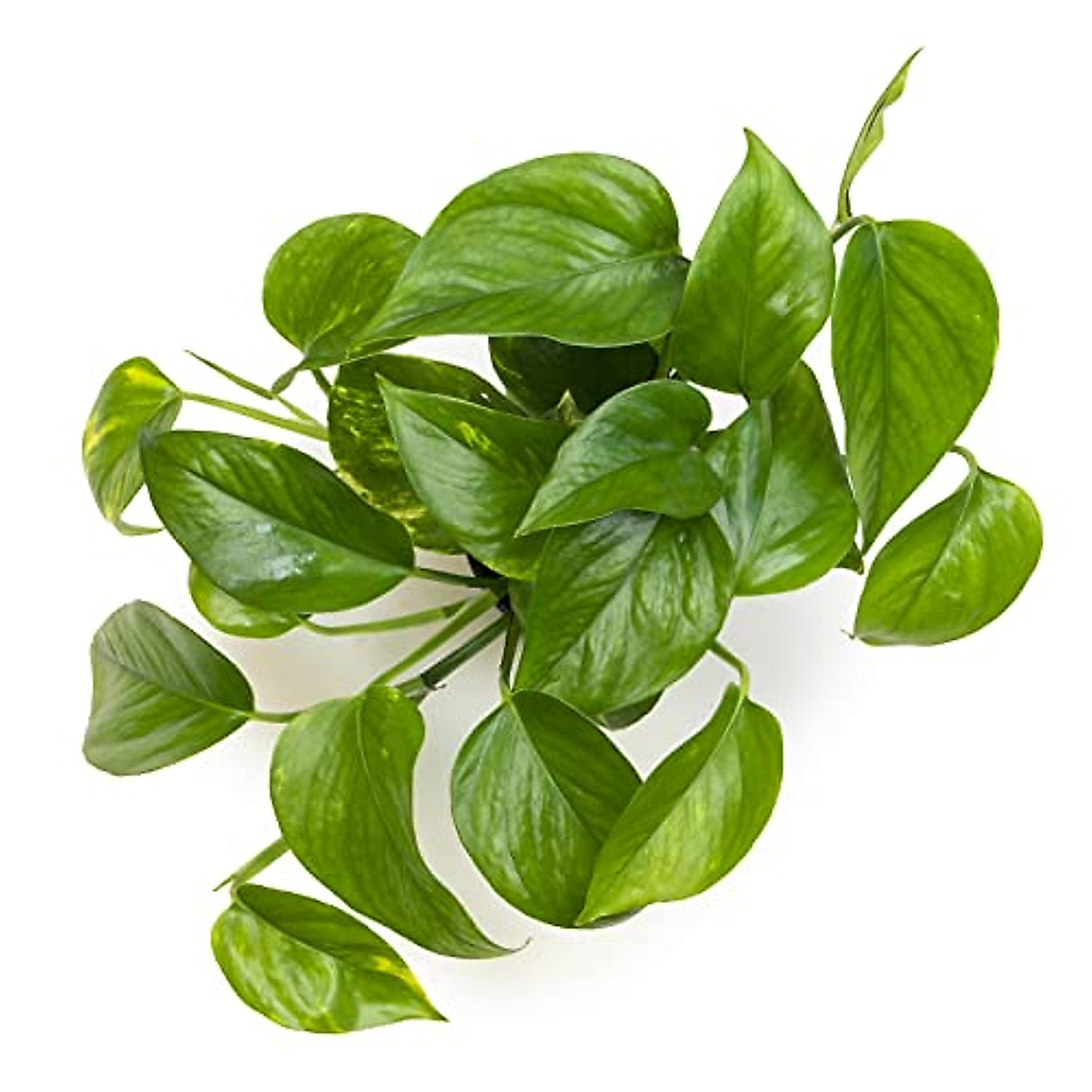 Golden Pothos Plant Live House Plant Live Plants, Trailing Plants Live Houseplants, Golden Pothos Live Plant Houseplant, Live Pothos Devils Ivy Live Plant Money Plant Indoor Plants by Plants for Pets
