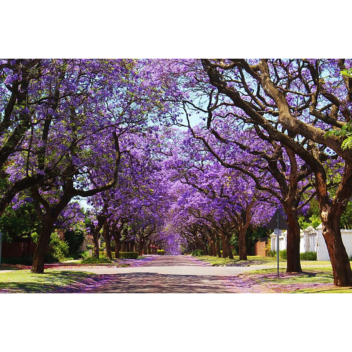 100 Jacaranda Tree Seeds (Jacaranda mimosifolia/Jacaranda acutifolia) - 100 Seeds - Blue Jacaranda Seeds, Black Poui, Nupur Tree - Pack of 100 Rare and Viable Seeds - QO Seeds