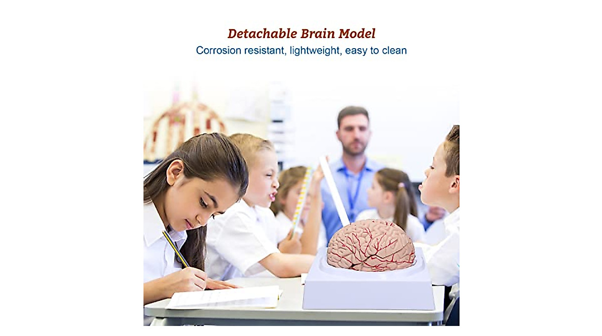 Brain Anatomy Model Life Size Human Brain Model 8-Part Neuroscience ...