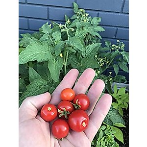Chibikko Micro Dwarf Japanese Bonsai Cherry Tomato Premium Seed Packet