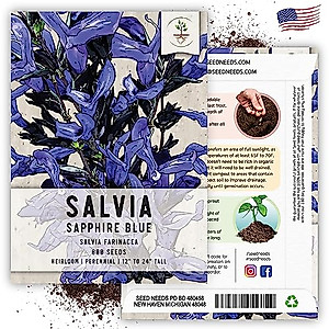 Seed Needs, Sapphire Blue Sage Seeds - 800 Heirloom Seeds for Planting Salvia farinacea - Open Pollinated, Attracts Pollinators (2 Packs)