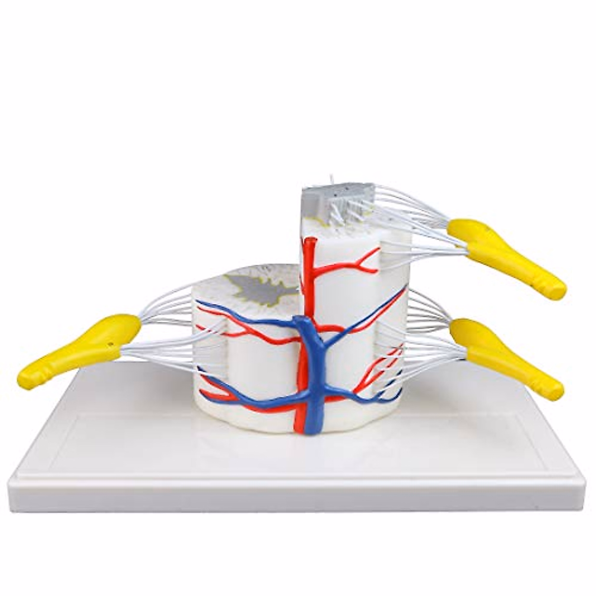 Vision Scientific VAV260 Medical Vertebral & Partial Spinal Cord|5X Life Size|Longitudinally&Cross Section Showing Grey&White Matter|Nerve Branches|Spinal Ganglion & Blood Vessels |Instruction Manual