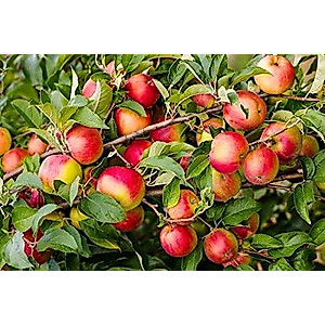 Pixies Gardens Yates Apple Tree Live Fruit Plant for Planting (3 Gallon Set of 2, Potted)