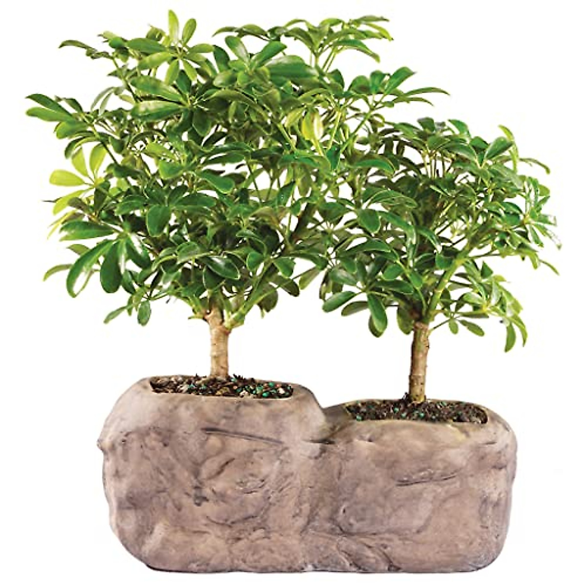 Brussel's Live Hawaiian Umbrella Indoor Bonsai Tree in Rock Pot (2 Pack) - 5 Years Old; 5" to 8" Tall