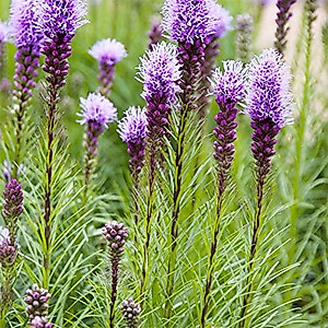 QAUZUY GARDEN 500 Seeds Blazing Star Seeds Purple Dense Blazing Star Gay Feather Liatris Spicata Flower Seeds- Beautiful Hardy Flowers - Attract Pollinators& Low Maintain