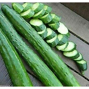 "Armenian Dark Green" Cucumber Seeds for Planting, 100+ Heirloom Seeds Per Packet, (Isla's Garden Seeds), Non GMO Seeds, Botanical Name: Cucumis sativus, Great Home Garden Gift