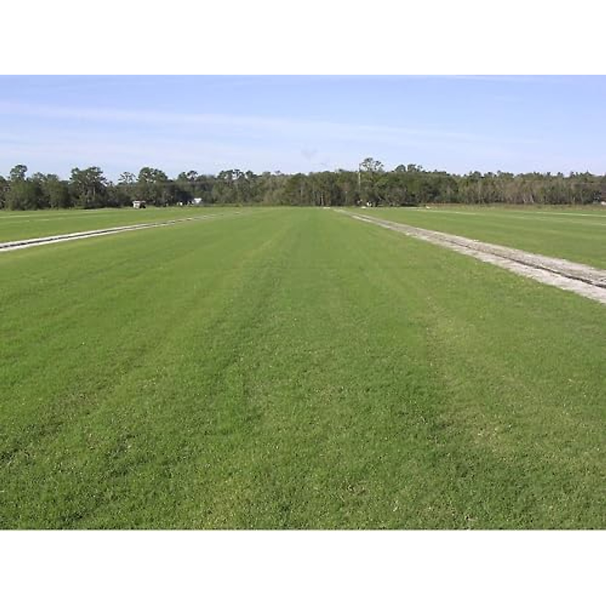 Hancock Seed Co. LaPrima Bermuda Grass Seeds 10 lbs.