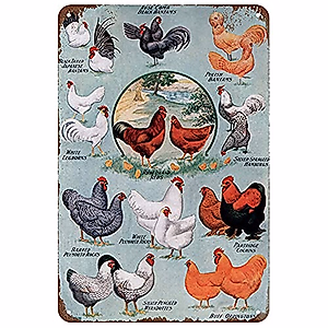 Cute Educational Chicken Knowledge Breeds of Chickens Chart Vintage Metal Tin Sign For Farm Club Cafe Bar Home Kitchen Wall Decoration 12" x 8"