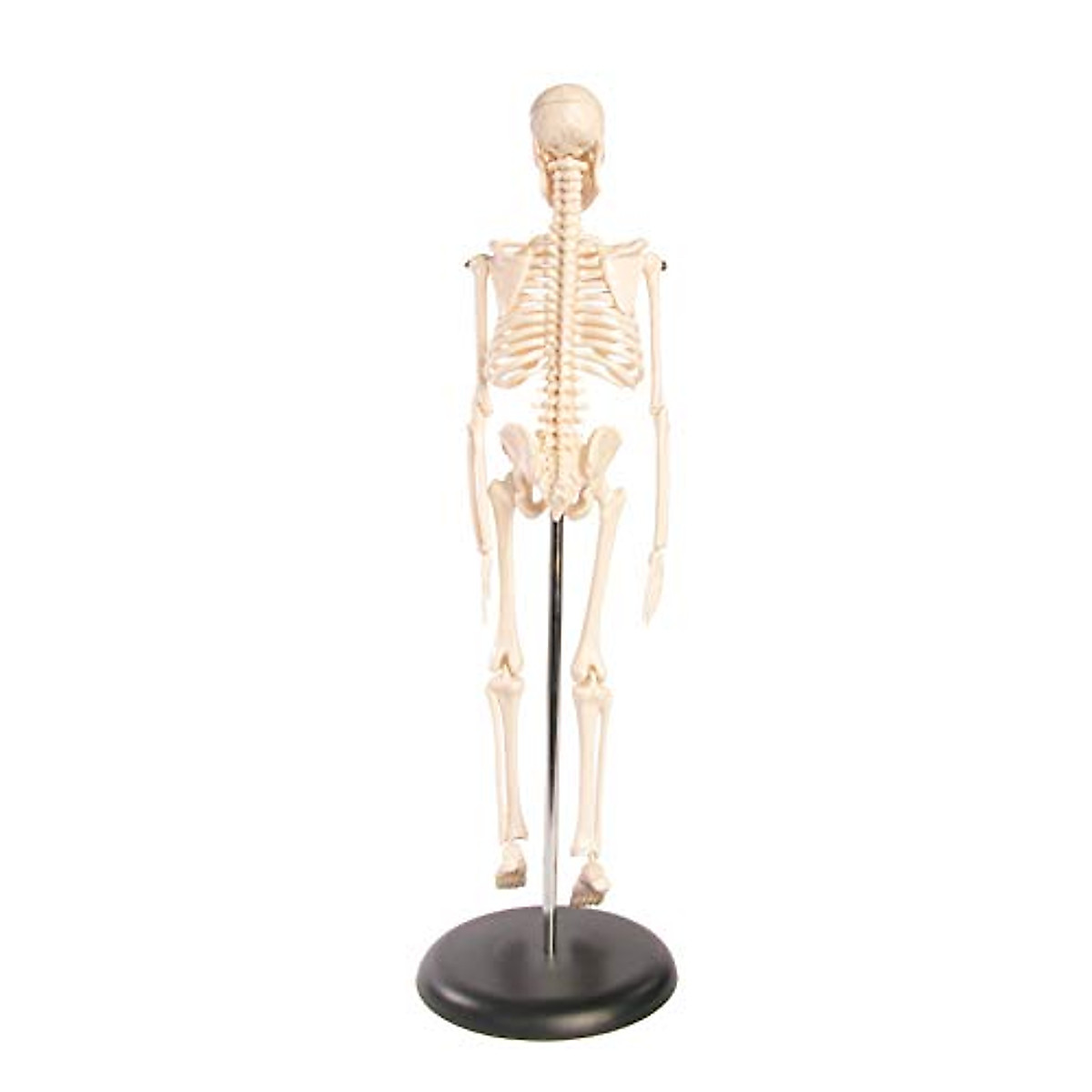 American Educational Skeleton Model, 17" Height