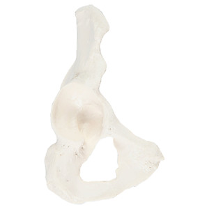 Axis Scientific Hip Bone Model | Left | Cast from a Real Human Coxal Bone l Hip Bone Model Has Realistic Texture and Important Bony Landmarks | Includes Product Manual